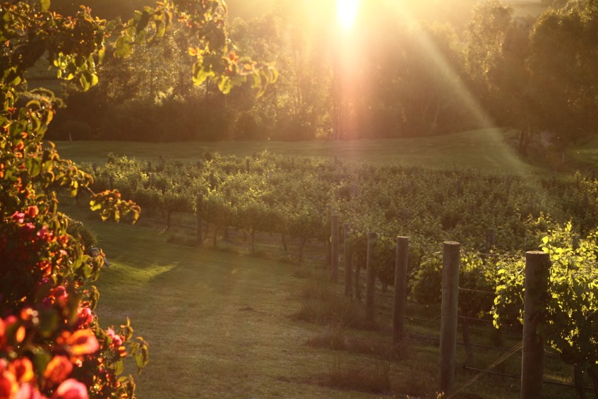Working in God’s vineyard (Matthew 20:1-16) – Seeking the kingdom
