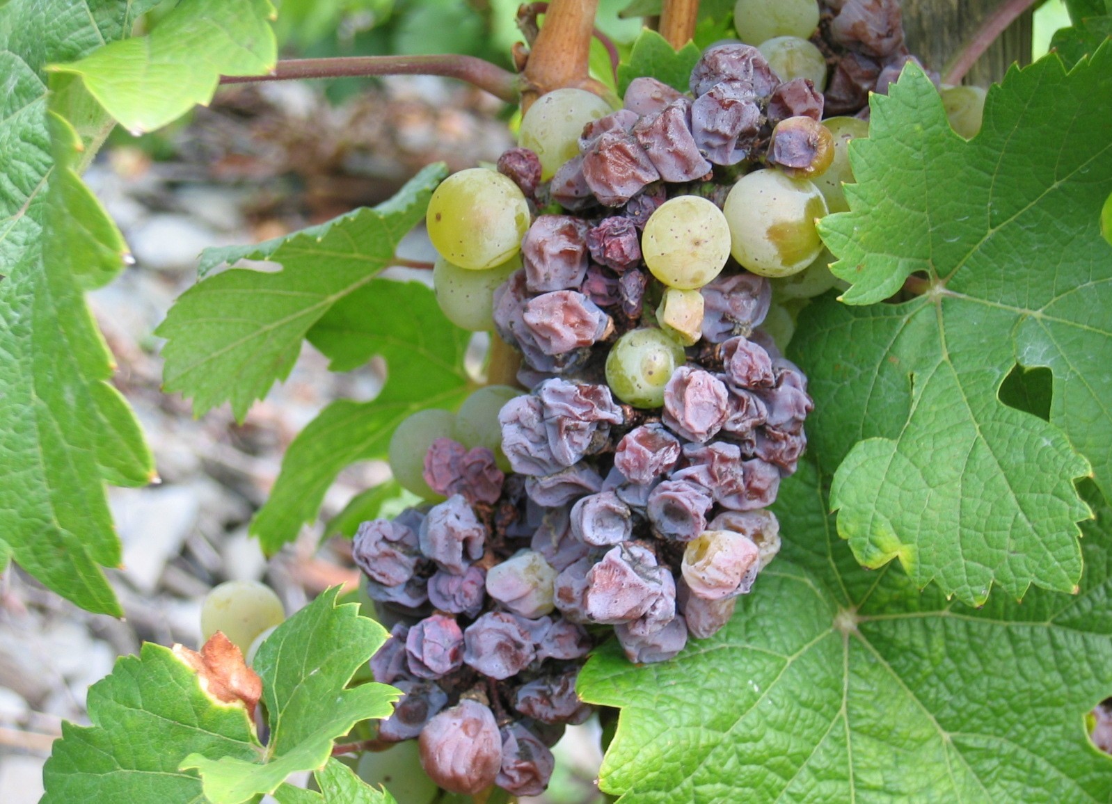Tenants in God’s vineyard (Matthew 21:33-44) – Seeking the kingdom