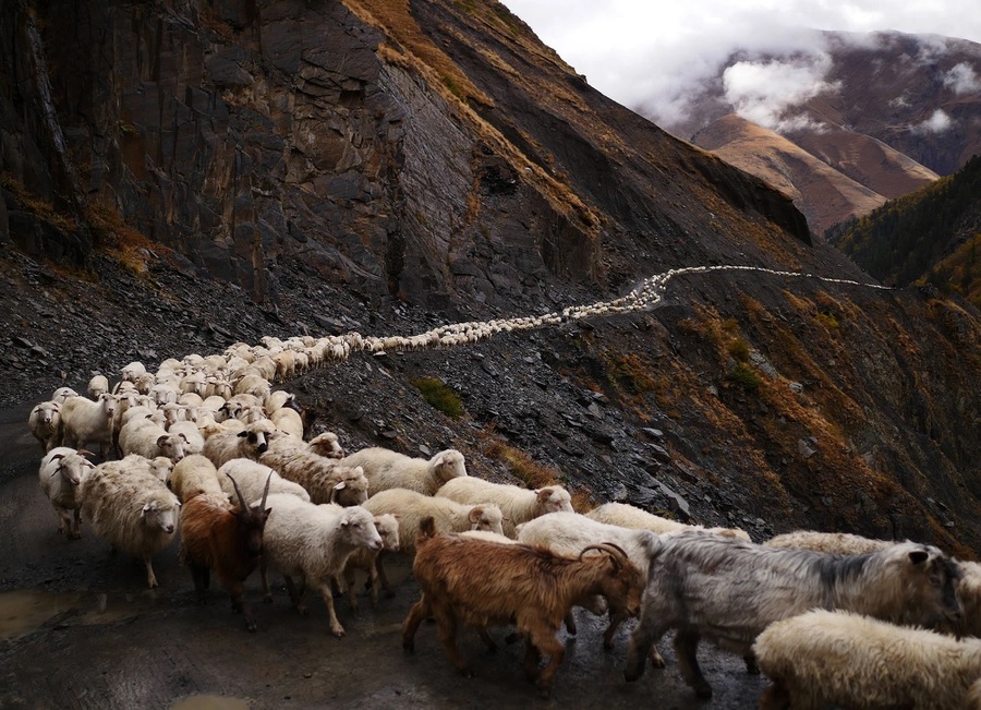 Strike the shepherd (Zechariah 13:7-9) – Seeking the kingdom