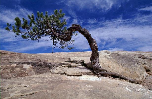 Planting seeds is better than cracking hard hearts (Matthew 13:11-17 ...